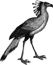 Secretary Bird Vector Images (90)