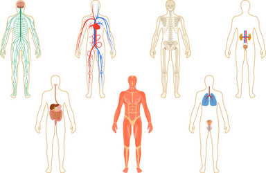 Body Map Organs Vector Images (over 410)