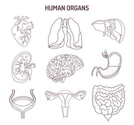 Line Drawing Body Organs Vector Images (over 3,000)