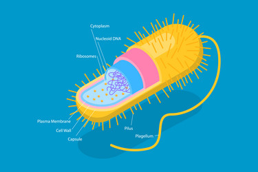 Archaea Diagram