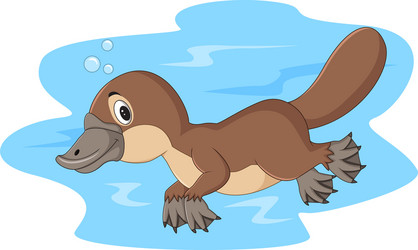 Cartoon platypus isolated on white background Vector Image