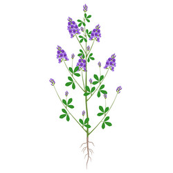 Alfalfa Vector Images (over 160)