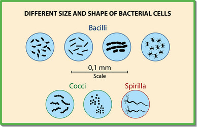 Cocci Bacteria Shaped Vector Images (over 280)