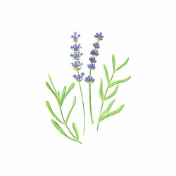 Lavanda Vector Images (over 230)