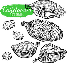 Cardamom Drawing Vector Images (over 530)