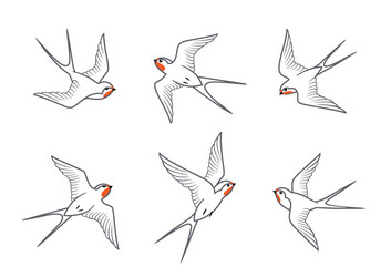 Barn Swallow Drawing