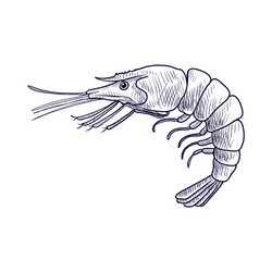 Hand drawn live shrimp isolated on white Vector Image