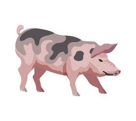 Running smiling pig flat style Royalty Free Vector Image