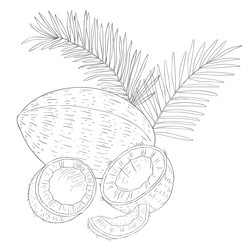Coconut Line Art Vector Images (over 3,600)