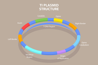 Plasmid Vector Diagram