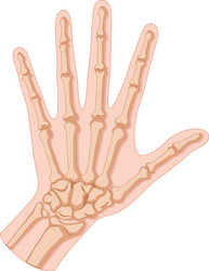 A human hand cartoon Royalty Free Vector Image