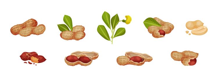 Peanut or groundnut legume crop with edible seed Vector Image
