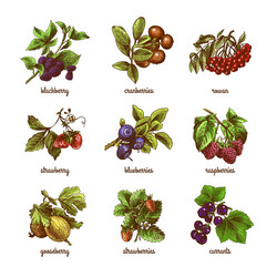 Realistic berries set Royalty Free Vector Image