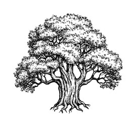 Yew tree ink sketch Royalty Free Vector Image - VectorStock