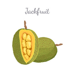 Jackfruit hand-drawn jackfruit doodle style Vector Image
