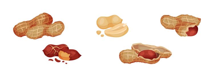 Peanut or groundnut legume crop with edible seed Vector Image