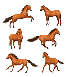 Horse gallop Royalty Free Vector Image - VectorStock