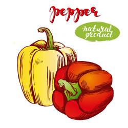 Hand drawn of red pepper sketch style doodle Vector Image