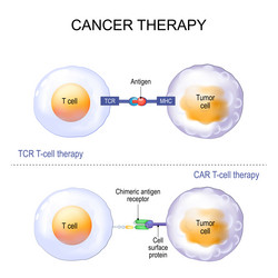 Car t-cell therapy cancer immunotherapy Royalty Free Vector