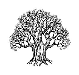 Yew tree ink sketch Royalty Free Vector Image - VectorStock