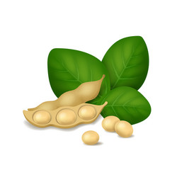 Realistic soybean concept Royalty Free Vector Image
