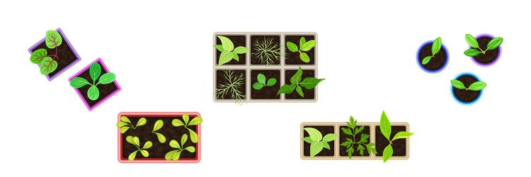 Seedling and plant growing in pot above view Vector Image