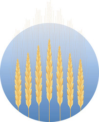 Wheat flower Royalty Free Vector Image - VectorStock