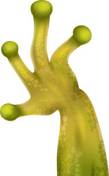 Frog tadpole lifecycle composition Royalty Free Vector Image