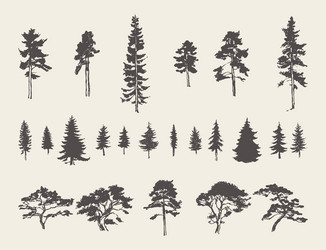 Cedar Vector Images (over 10,000)