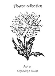 Aster Drawing Vector Images (over 1,100)