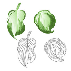 Hosta Vector Images (over 140)