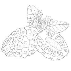 Line art noni fruit branch and blossom Royalty Free Vector