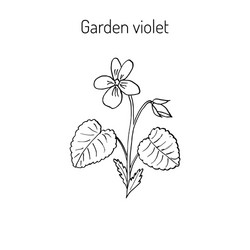 Violet flower outline plant isolated Royalty Free Vector