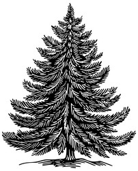 Fir Tree Drawing