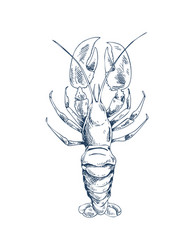 Handdrawn crayfish crayfish drawing Royalty Free Vector