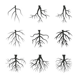 Set tree roots outline plant Royalty Free Vector Image