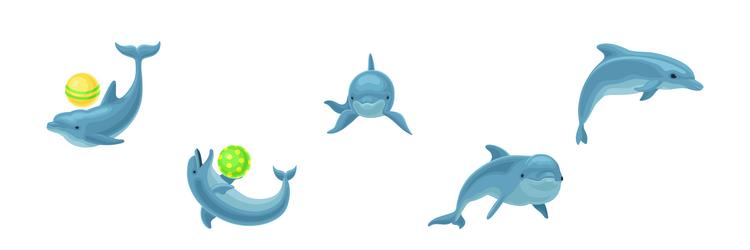 Blue dolphin as aquatic mammal with streamlined Vector Image