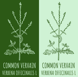 Set of drawing common vervain in various Vector Image
