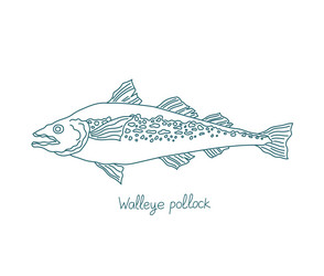 Pollock Fish Vector Images (over 350)