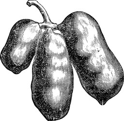 Pawpaw Drawing Vector Images (over 360)