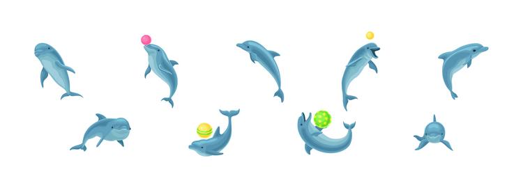 Blue dolphin as aquatic mammal with streamlined Vector Image