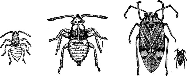 Leaf insect vintage Royalty Free Vector Image - VectorStock