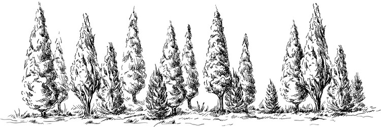 Cypress Tree Drawing