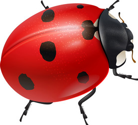 Realistic Ladybug on White Background Royalty Free Vector