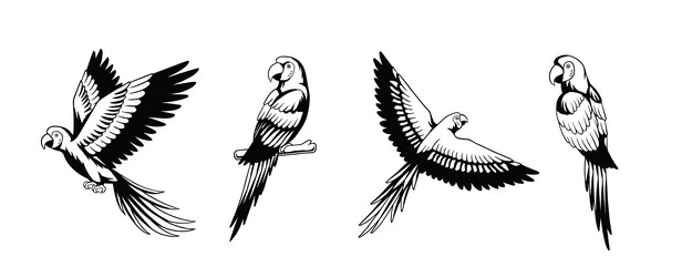 Macaw bird design Royalty Free Vector Image - VectorStock