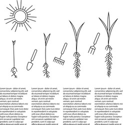 Timeline infographic of planting tree process Vector Image