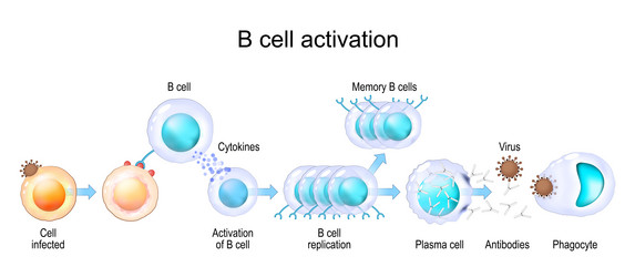T Cell Activation Vector Images (41)