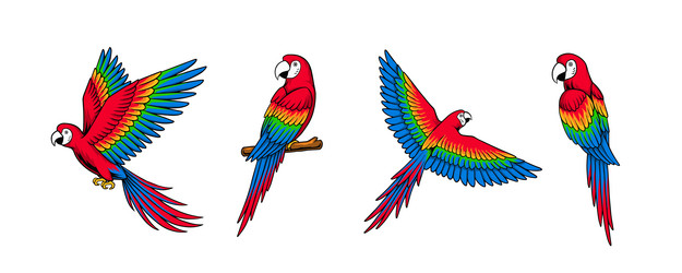 Macaw Vector Images (over 6,700)