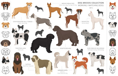 Working service and watching dogs collection Vector Image