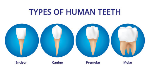 Types human teeth bone anatomy 3d Royalty Free Vector Image